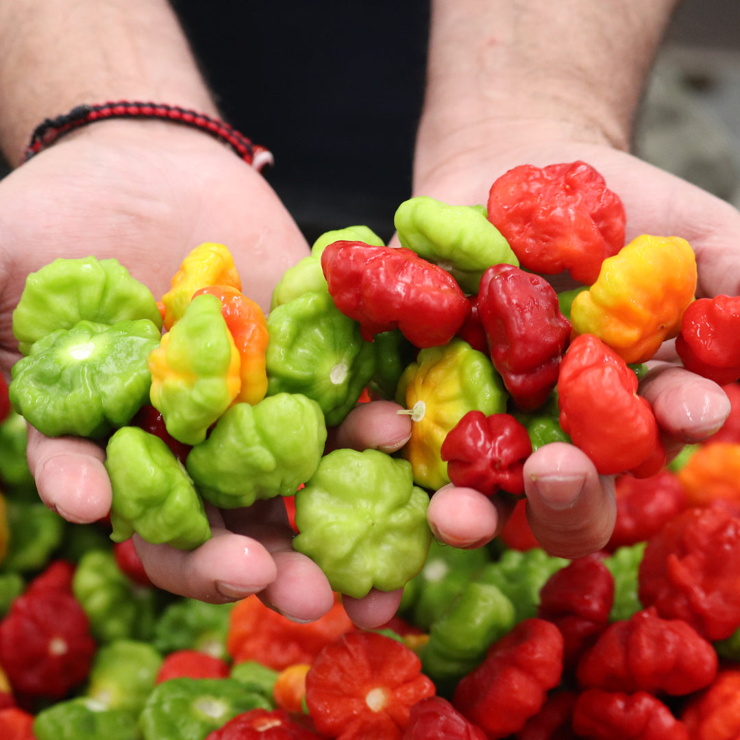 PINTÓN, LATIN FLAVOR, INDUSTRY LEADER, 100% NATURAL PRODUCTS. – TIME 2 ...