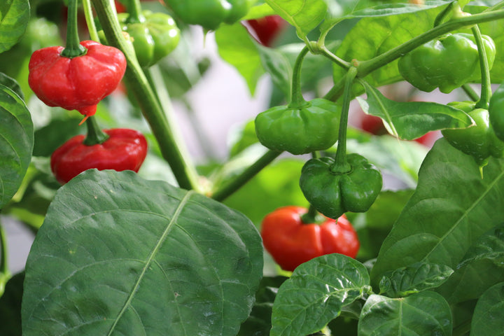 PINTÓN, SABOR LATINO, LIDER EN LA INDUSTRIA, PRODUCTOS 100% NATURALES ...