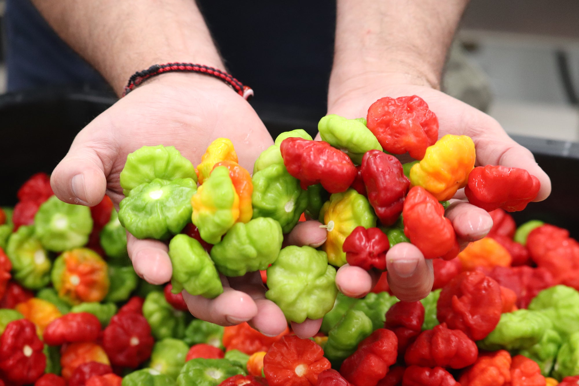 PINTÓN, SABOR LATINO, LIDER EN LA INDUSTRIA, PRODUCTOS 100% NATURALES ...
